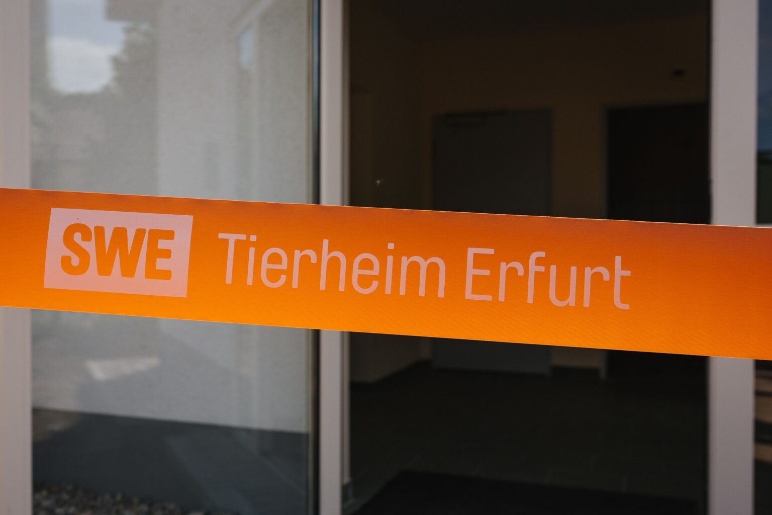 Tiere vom Züchter oder aus dem Tierheim? Das sind die Vorteile und ...